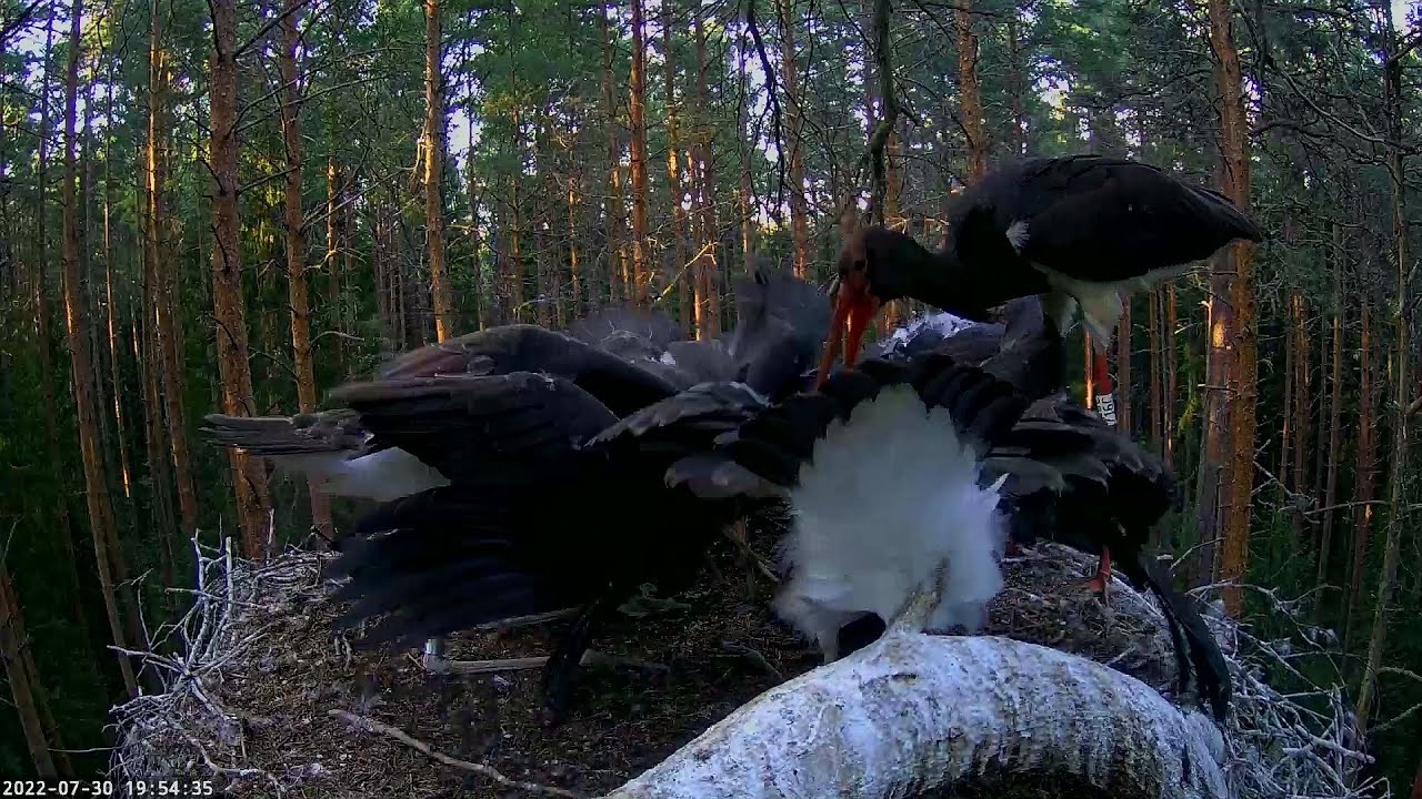 Must-toonekurg::Ciconia nigra 30.7. ( 19.54 ) Karl Feeding - YouTube