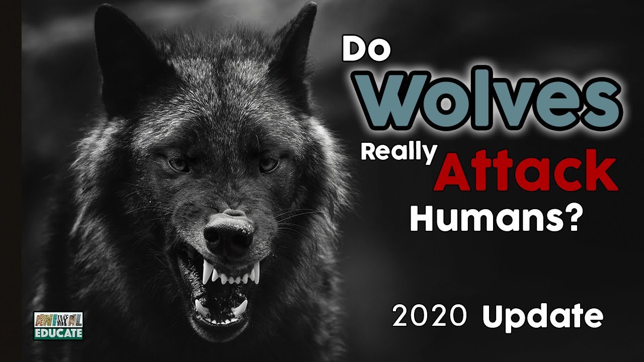 Do Wolves Really Attack Humans? 🐺 2002 - 2020 update 🐾 - YouTube