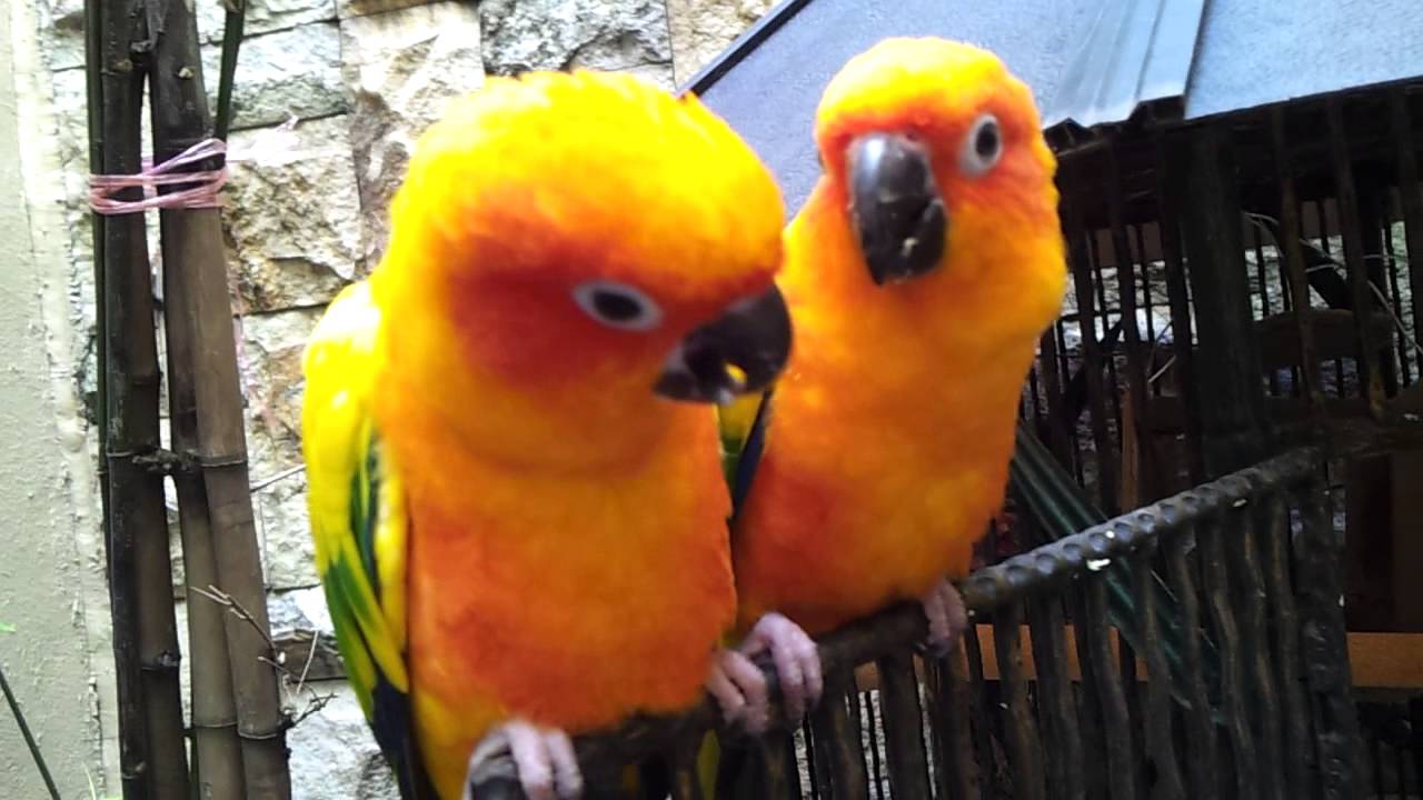 Sun conures dance (Malaysia) - YouTube