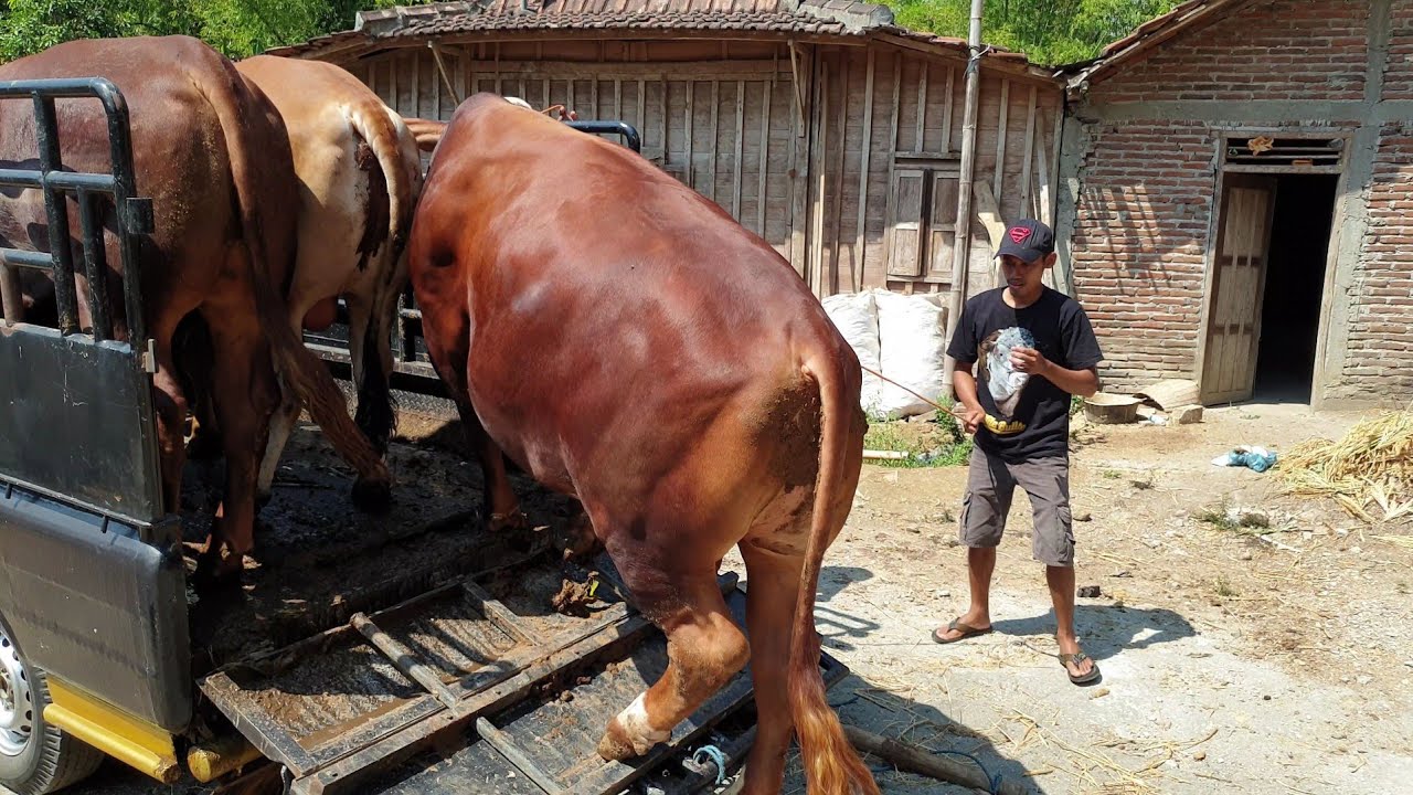 Proses Pengangkutan Sapi Kurban Bagas dan Bethon - YouTube