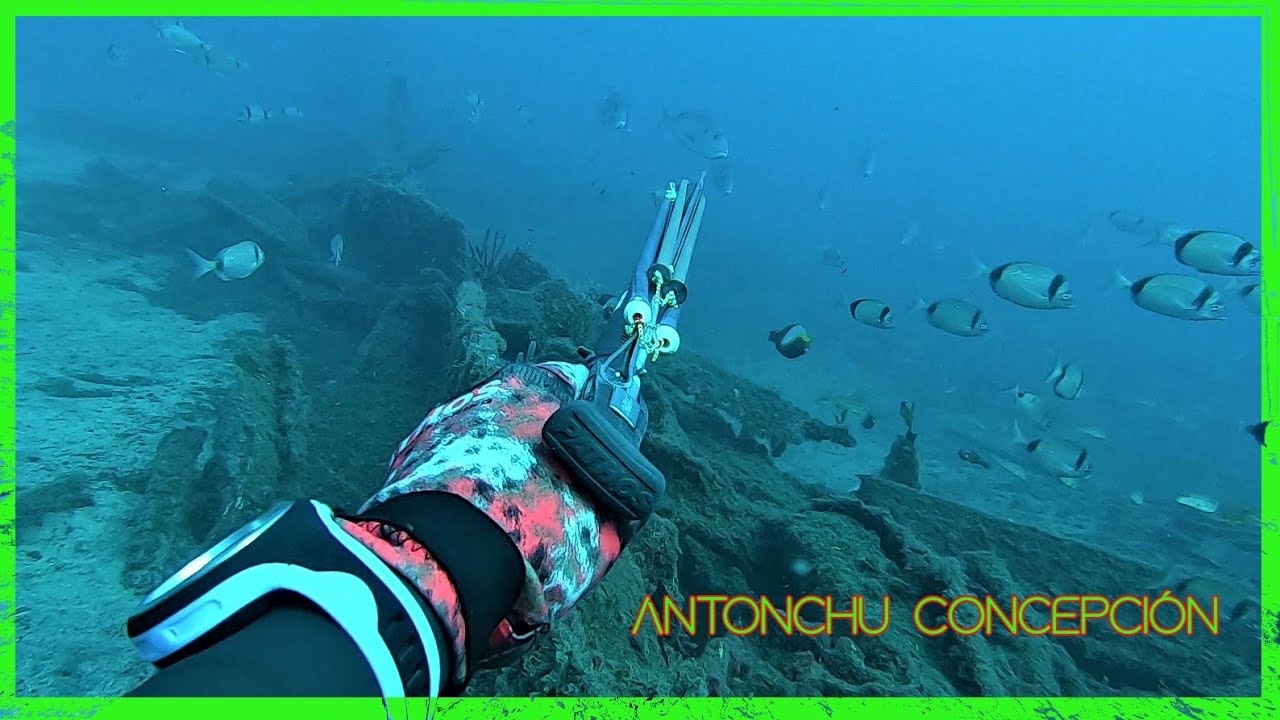 En busca del pargo o sama roquera, invierno 2022/23. PESCA SUBMARINA a ...