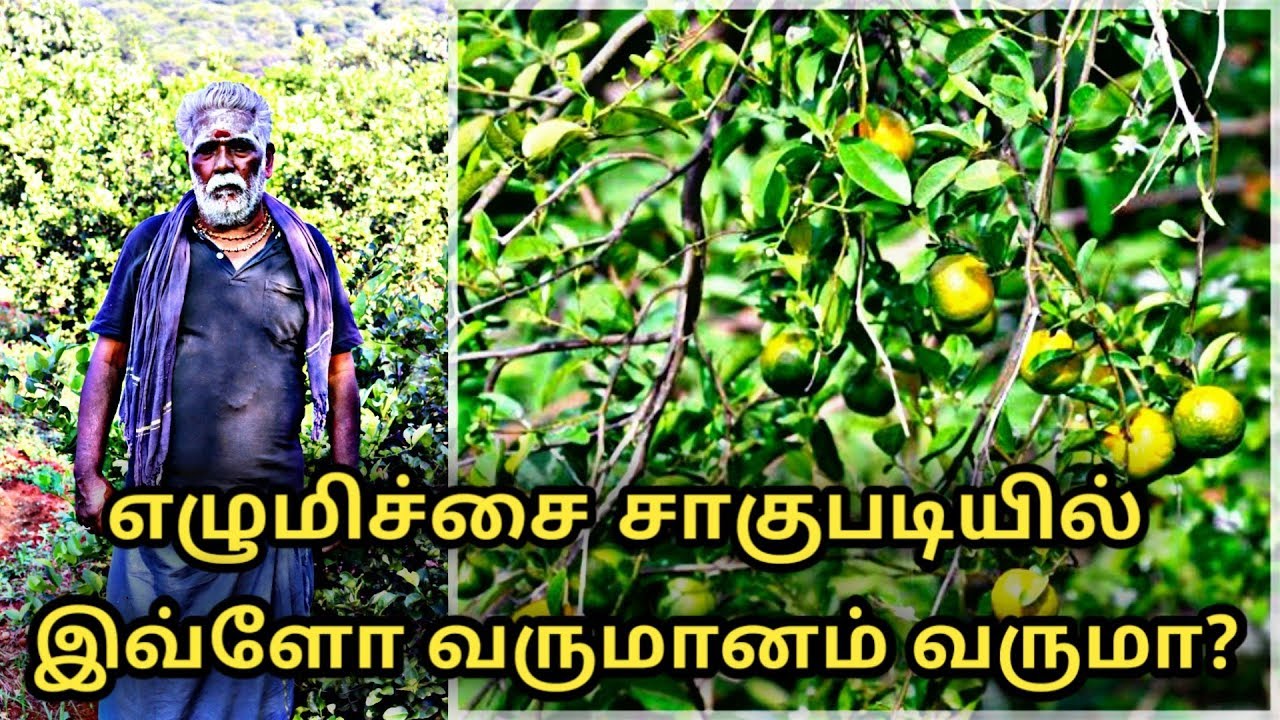 ஒட்டுரக எழுமிச்சை சாகுபடியில் இவ்ளோ வருமானம் வருமா ? || Uzhavan Magan ...