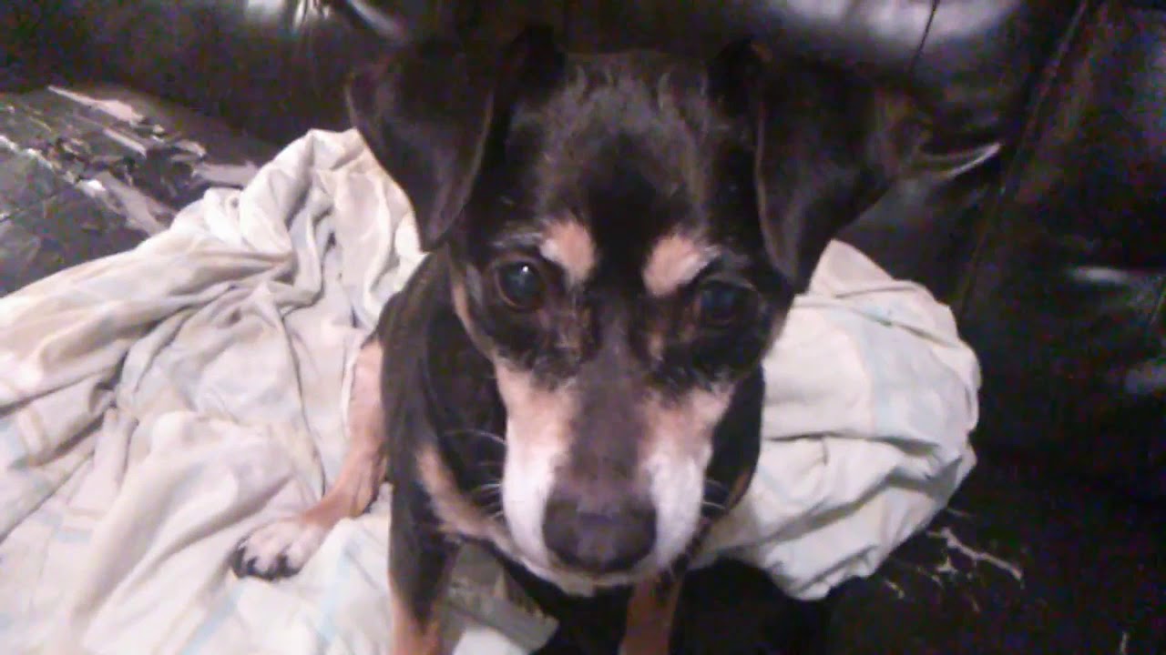 Dogs - YouTube