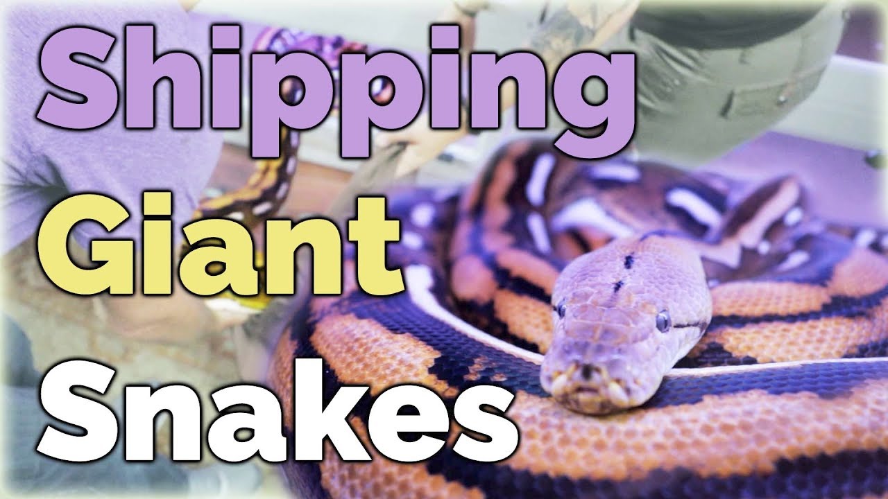 How to Ship Giant Snakes - YouTube