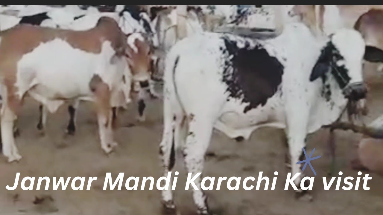 janwar Mandi ka visit 2023//Mandi ke sair //janwar Mandi Karachi - YouTube