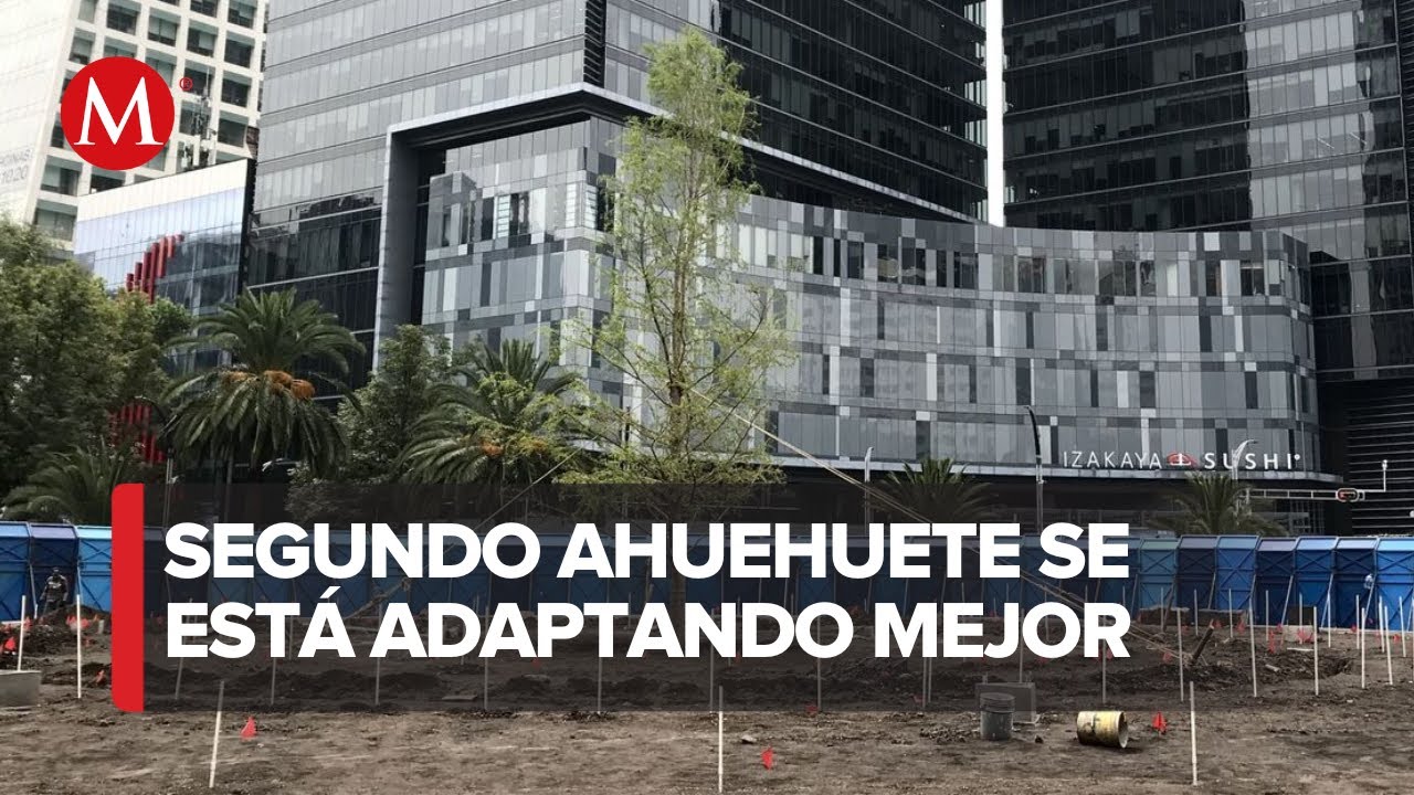 En la CdMx, expertos informan que el nuevo ahuehuete se ha adaptado ...