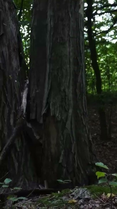Як завжди в лісі 🌳🌳🌳дуже гарно😊 природа Nature ліс Natur Wildlife