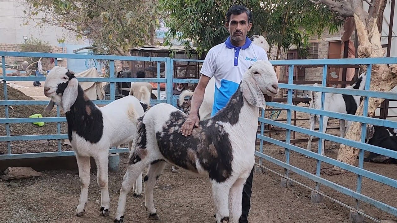 Top Ke Gujri Goats Collection At Al Karam Goats & Agro Farm Jodhpur ...