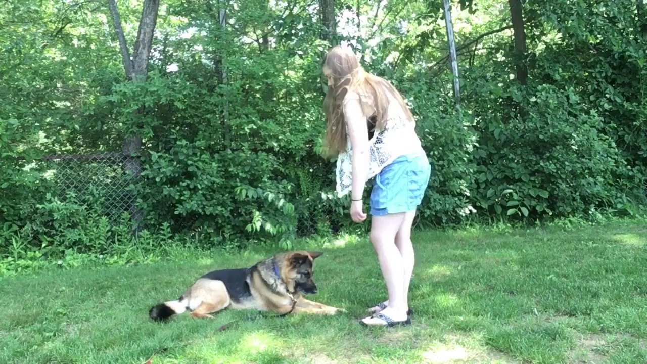 Training Eye Contact-3 Minute Game For Dogs - YouTube