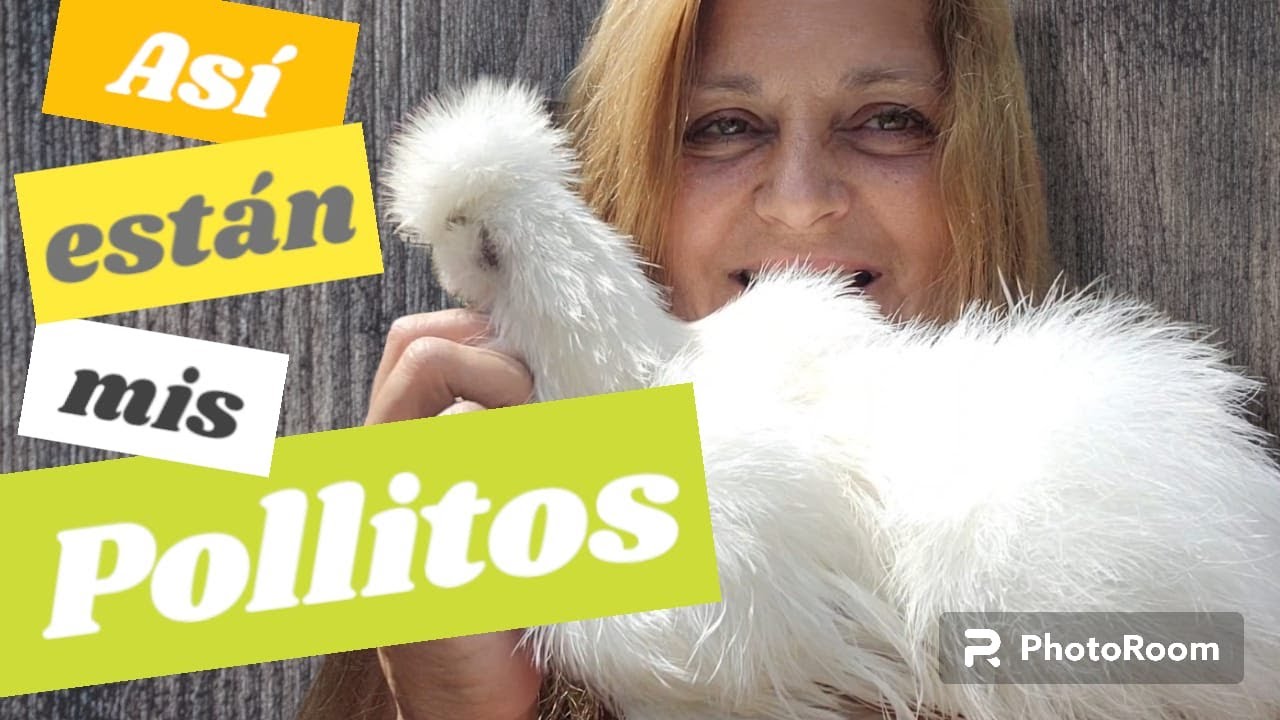 Mis preciosos pollitos de Sedosa del Japón - YouTube