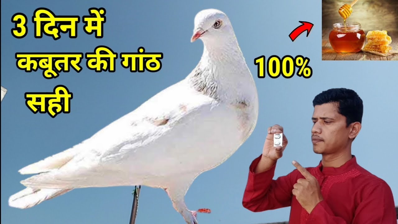 Kabutar ki baju me ganth ka ilaj // कबूतर के पैर में गांठ का इलाज़# ...