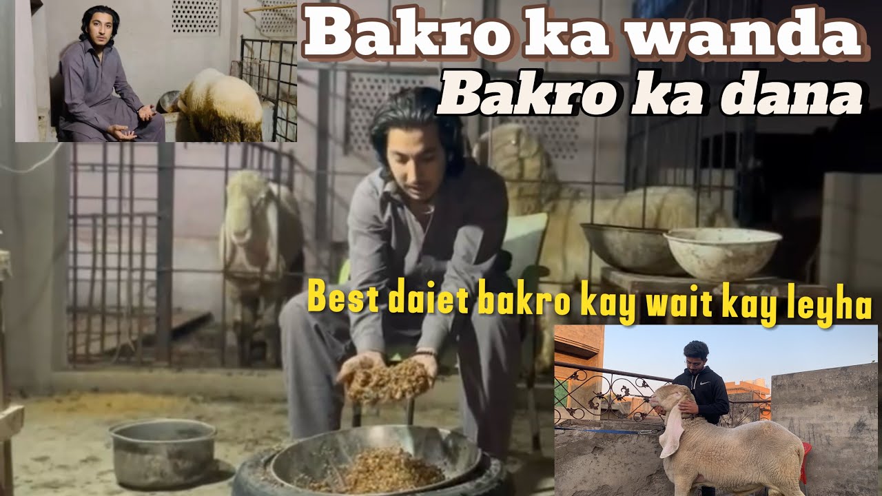 Bakro ka wanda bakro ka dana bakro ko mota or farba karny kay leyha ...