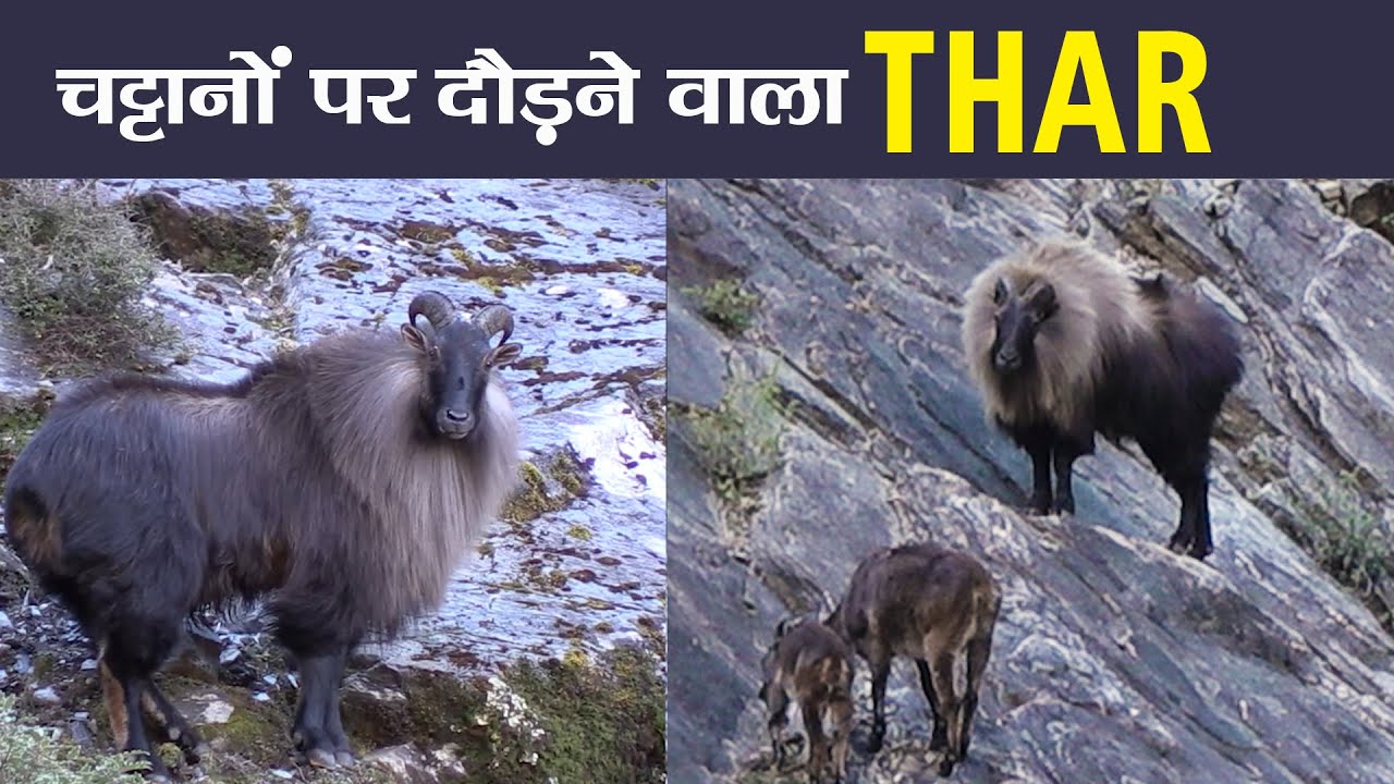 चट्टानों पर दौड़ने वाला अनोखा जीव। Himalayan Thar। Mountain Goat। Wild Life - YouTube