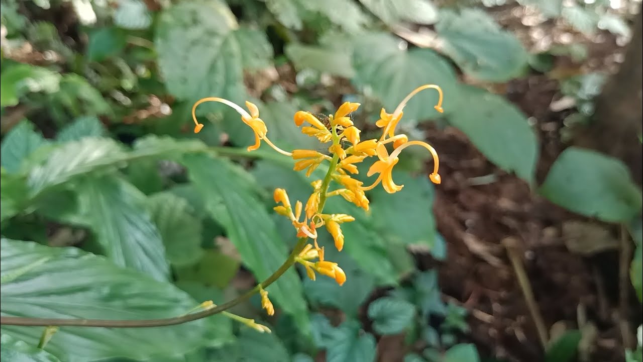 Stalkless swan flower#plant #flower #endemic #western #india - YouTube
