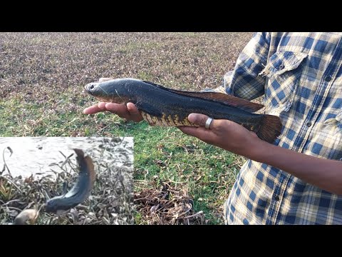 snakehead fish 🐟😍 catching:finaly i got snakehead fish,special hook ...