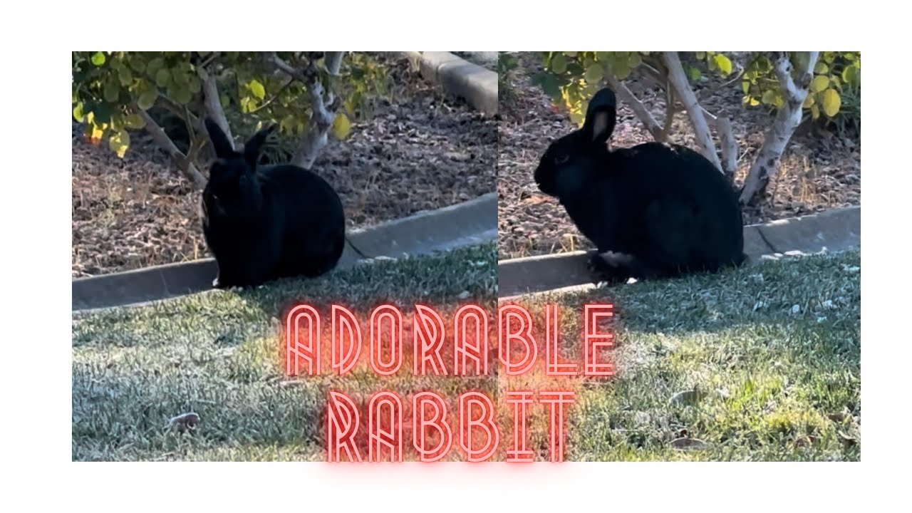 Ang cute ng rabbit na gala... - YouTube