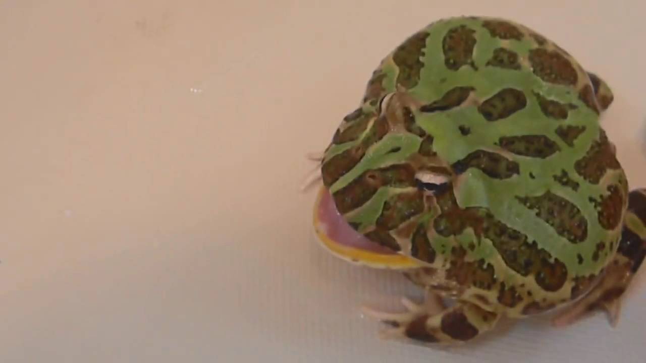 upset-frog.avi - YouTube