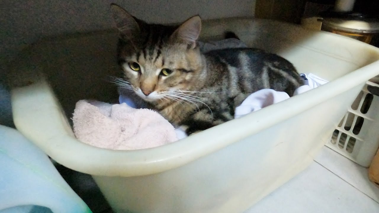 Gremlin Hiding in a Laundry Basket | Tabby Kitten - YouTube