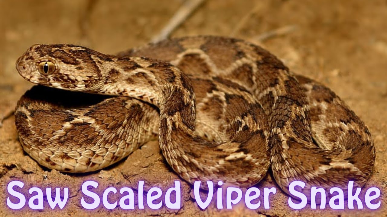 Saw Scaled Viper Snake | Snakes | Viper | Echis Carinatus | Saw Scaled ...