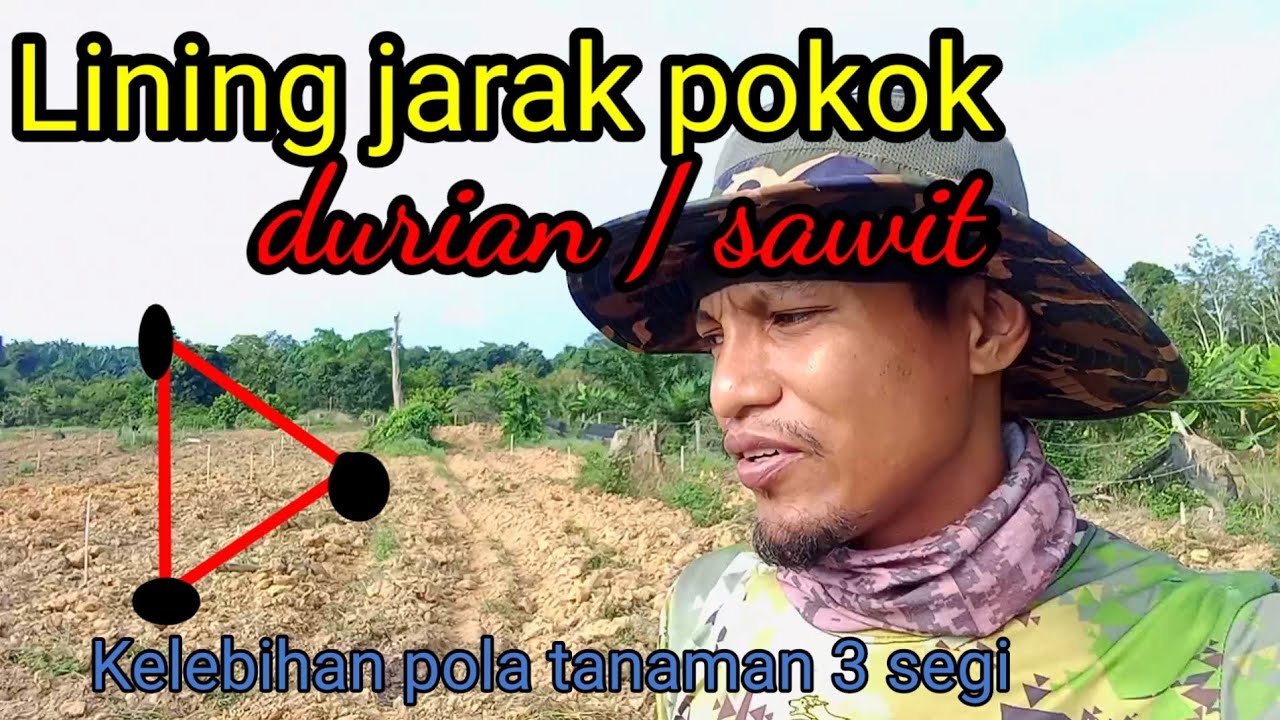 Penerangan lengkap. Cara mudah lining jarak pokok durian / sawit dengan ...