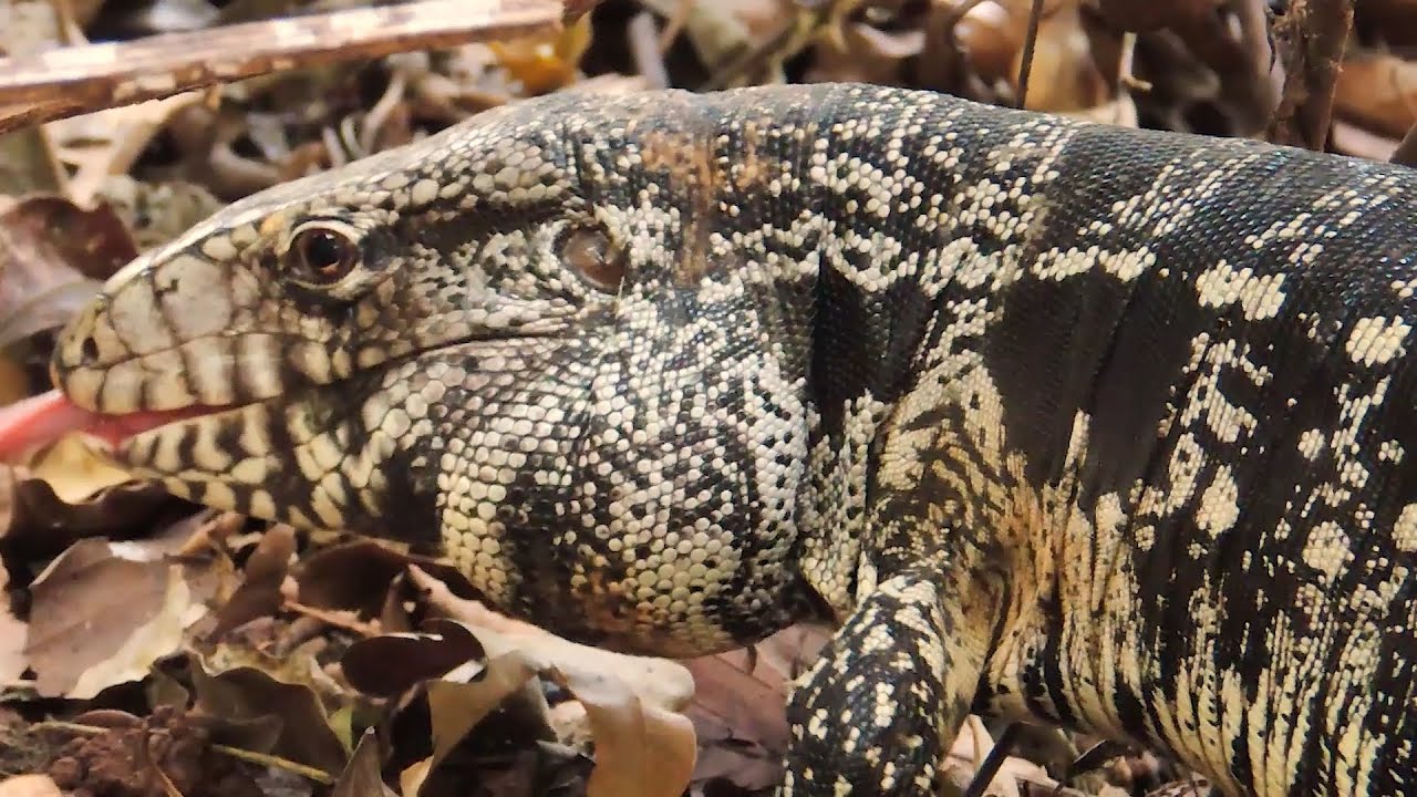 GIANT TEGU, BLACK AND WHITE TEGU in the sun bath (SALVATOR MERIANAE OR ...