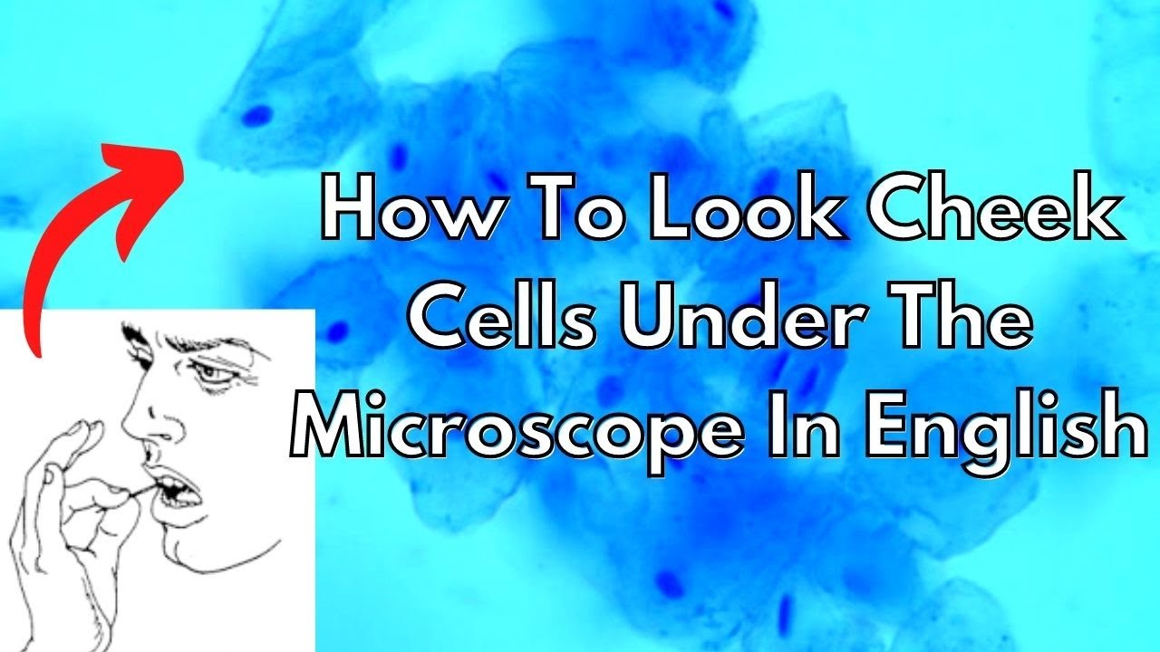 How to look Cheek cells Under The Microscope - YouTube