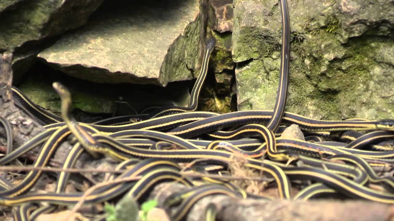 Did You Know? Narcisse Snakes Dens - YouTube