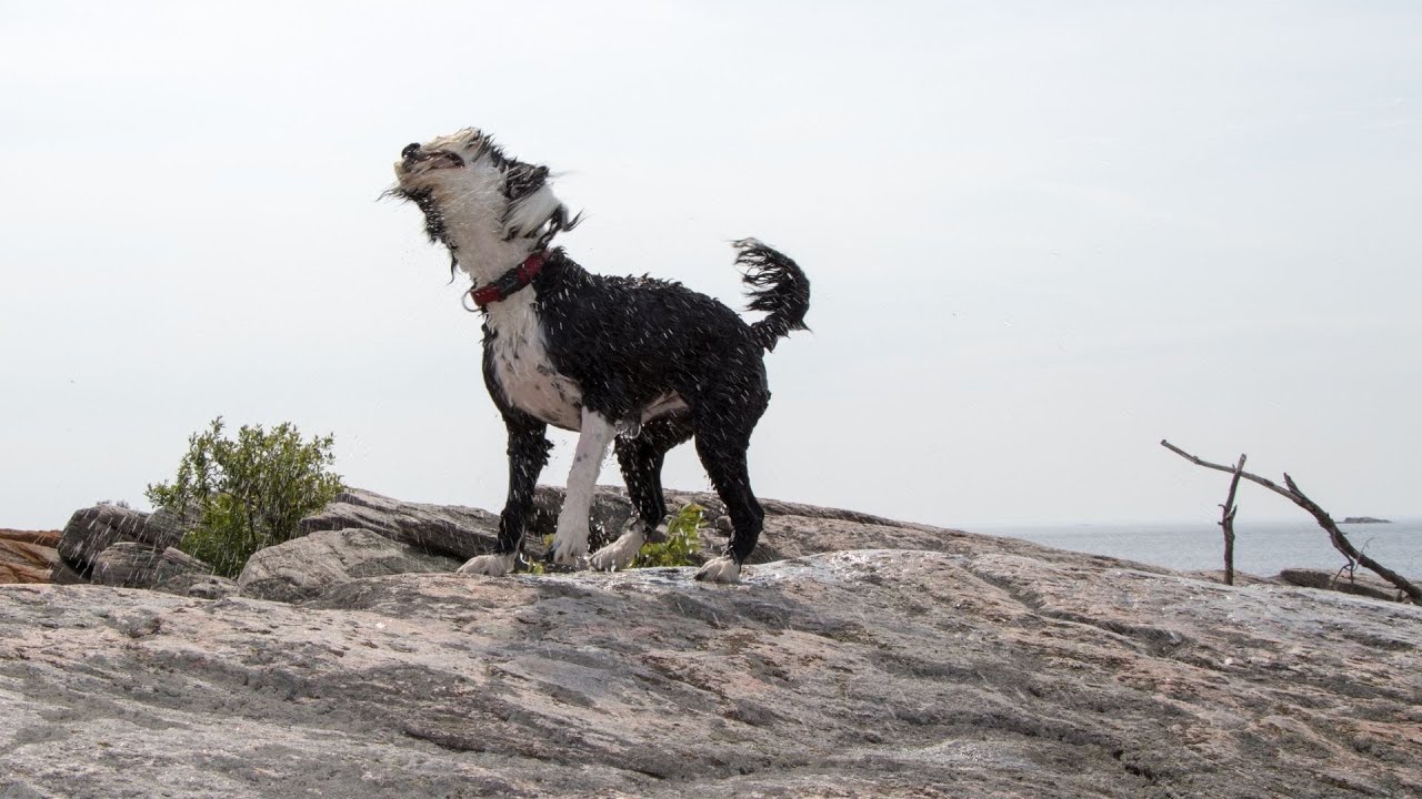 Train Your Portuguese Water Dog for Search and Rescue Missions - YouTube