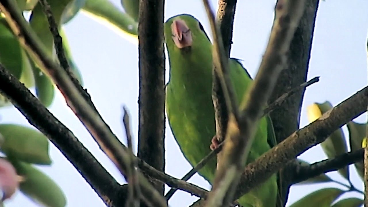 🎸 Periquito Rico cantando bonito pela manhâ na natureza ♫ (Brotogeris ...