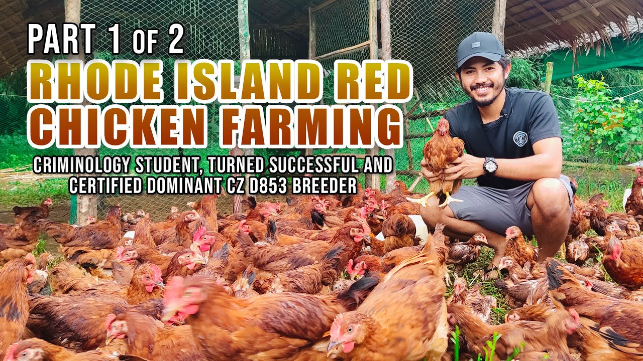 RHODE ISLAND RED FARMING: CRIMINOLOGY STUDENT, TURNED SUCCESSFUL, CERTIFIED DOMINANT CZ D853 ...