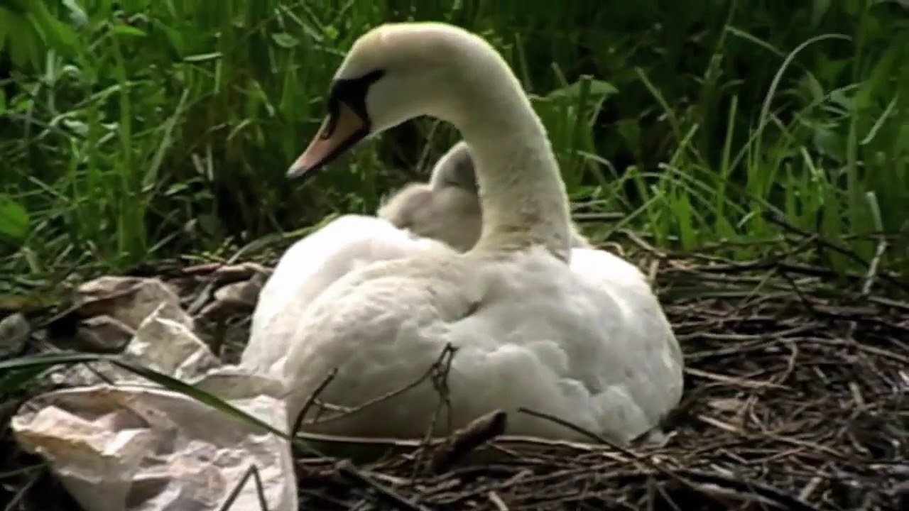 ☺ Best Of Swan Life ☺ - YouTube