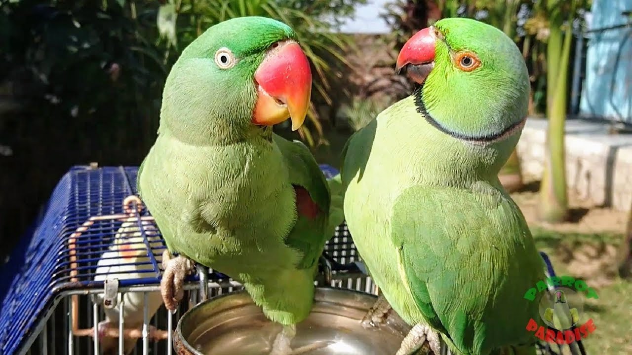 Amazing Parrots Taking Bath - YouTube