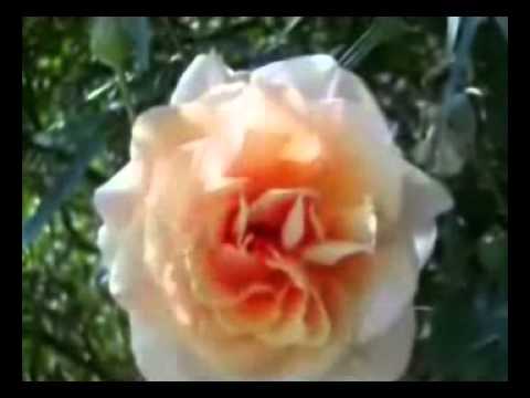 Müziksiz ilahiler 44   Denmedi mi İlahi Dinle