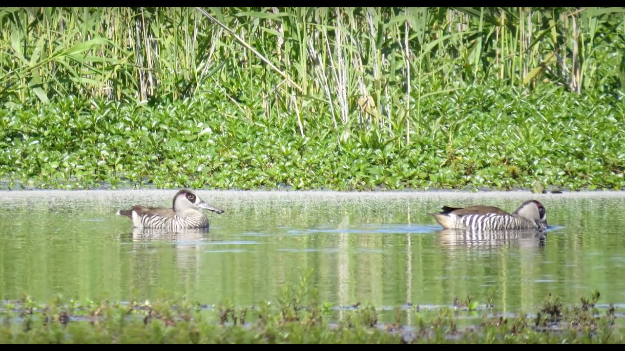 EWKR Story Space: Waterbird movements and habitat choices - YouTube
