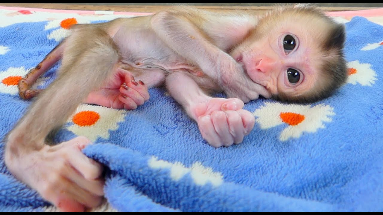 Baby Monkey's Cute and Creative Fun Time | Baby Bou Bou - YouTube