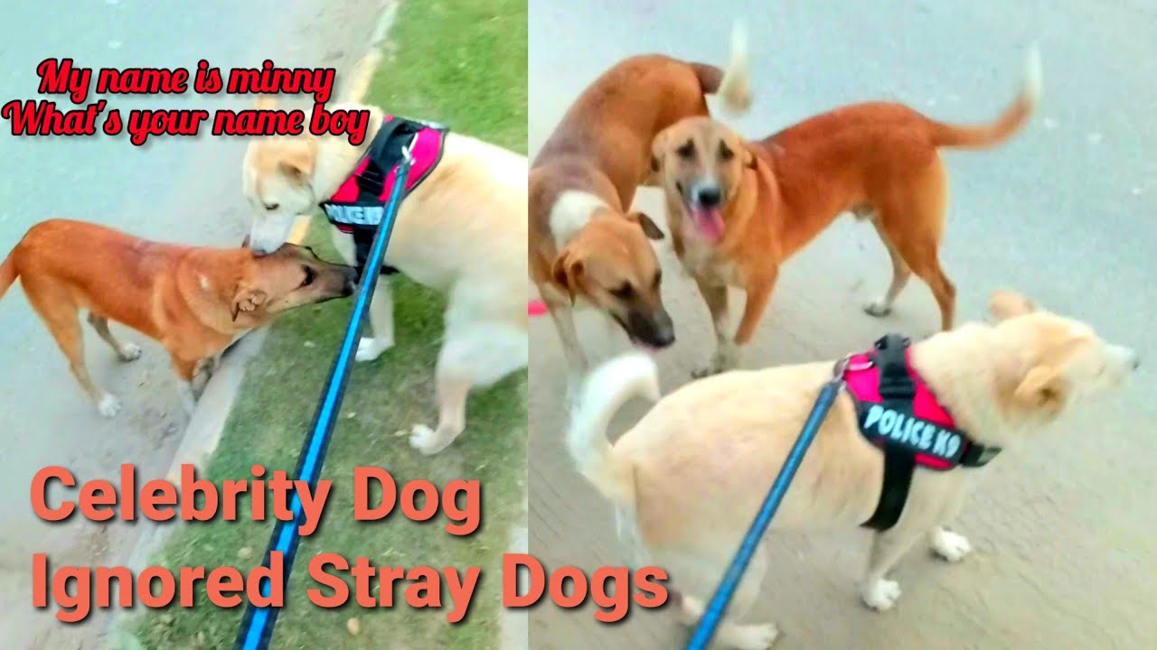 Awara Kutte peeche lag gaye 🐶🐾 - YouTube