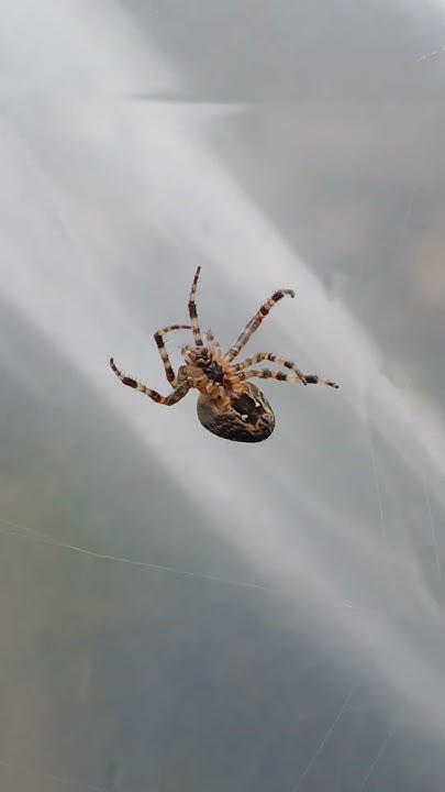Garden Orb Web Spiders - YouTube