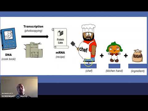 Protein Synthesis Analogy - YouTube
