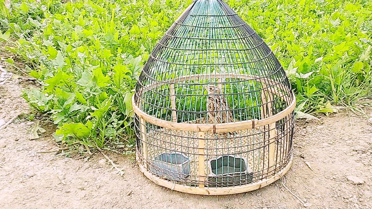 Bimaculated Lark trapped new bird Bimaculated Lark bird sound ...