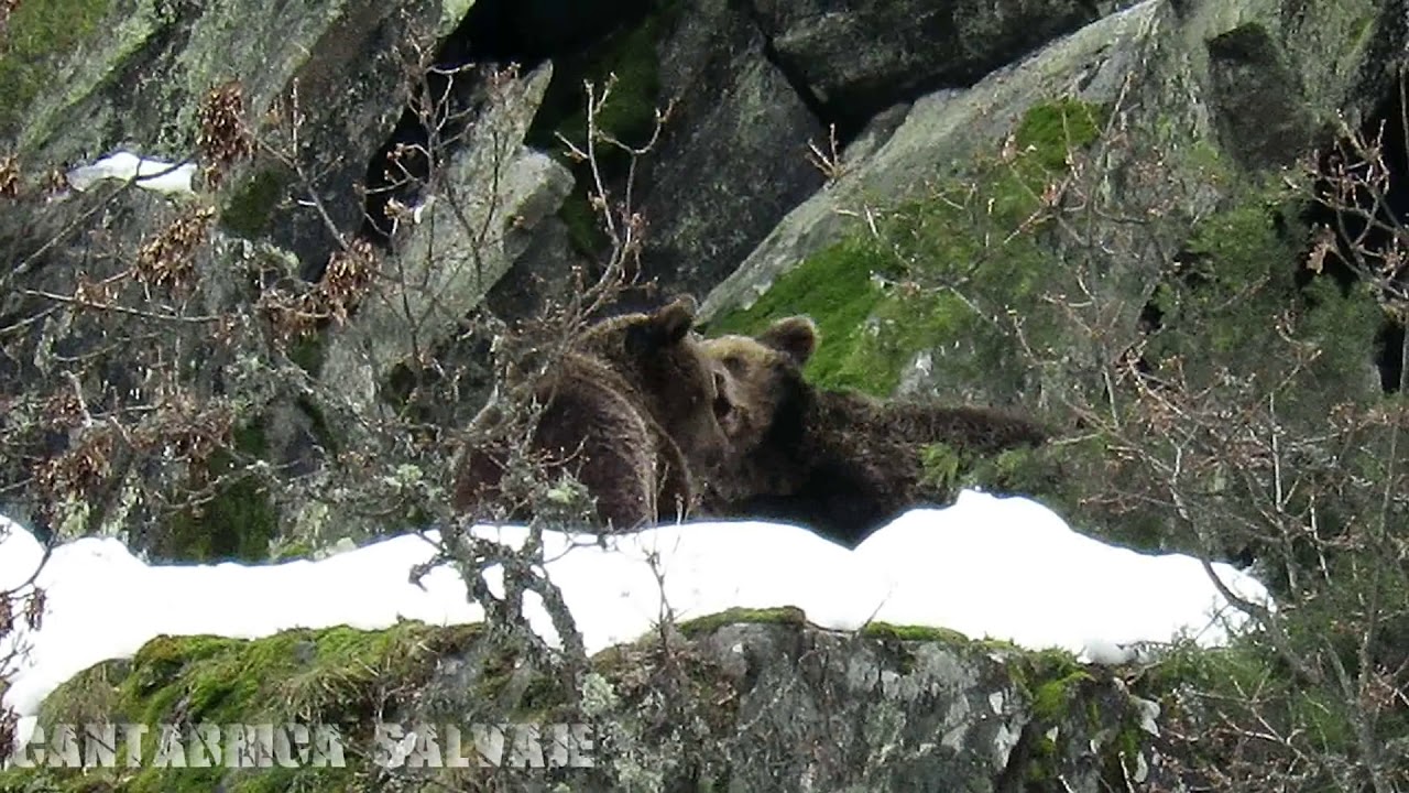 Osos en la nieve. Febrero 2019 - YouTube