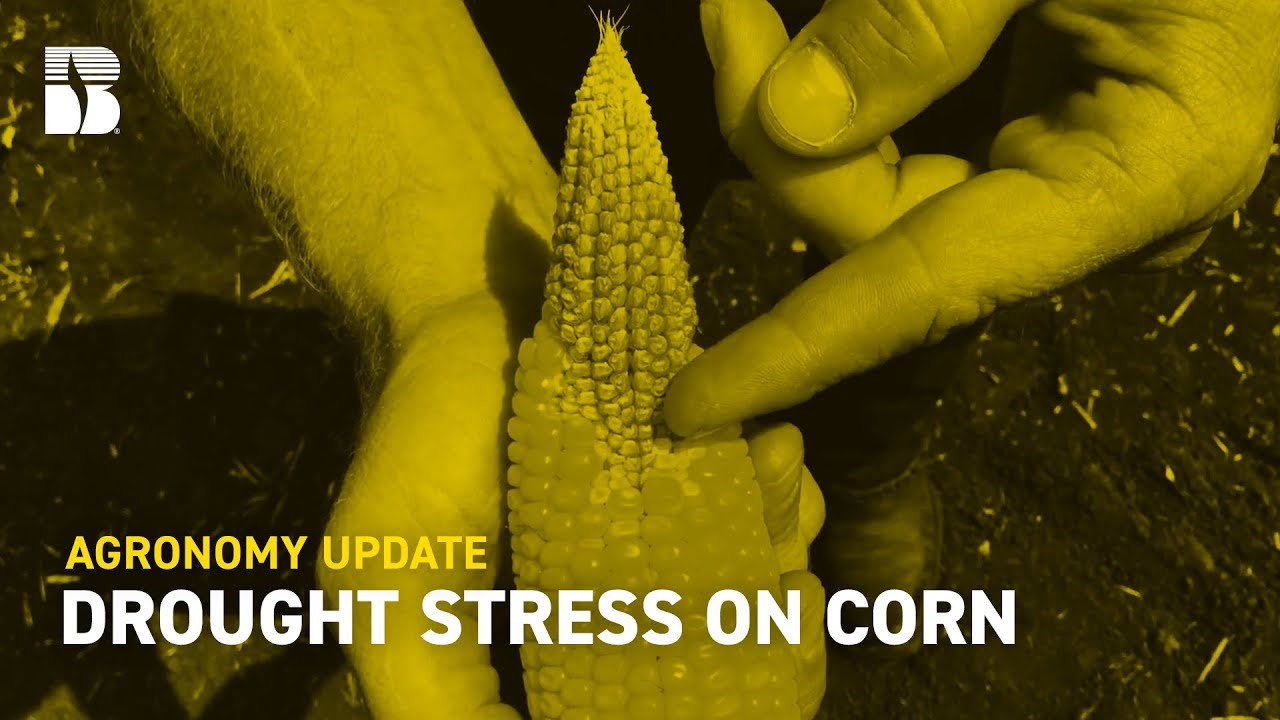 Drought Stress on Corn | Beck’s Agronomy Update - YouTube