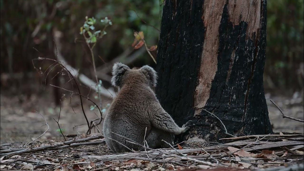 Kangaroo Island, Australia - Hanson Bay Wildlife Sanctuary - Koala - YouTube