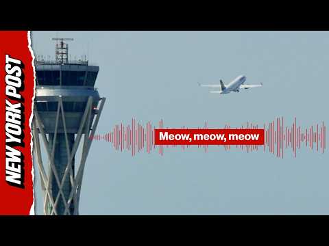 Pilots Heard Meowing, Barking on Air Traffic Control Frequency: 'Need to be Professional'