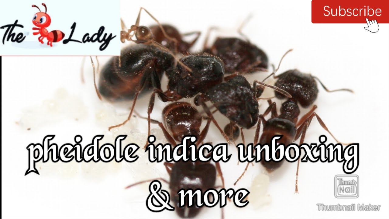 The Ant Lady Pheidole Indica Unboxing (including bamboo nursery ...