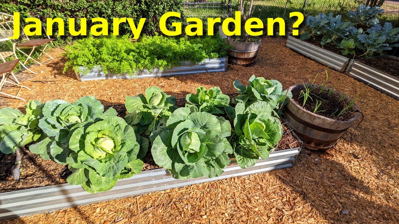 January Garden Tour at Deep South Texas - YouTube