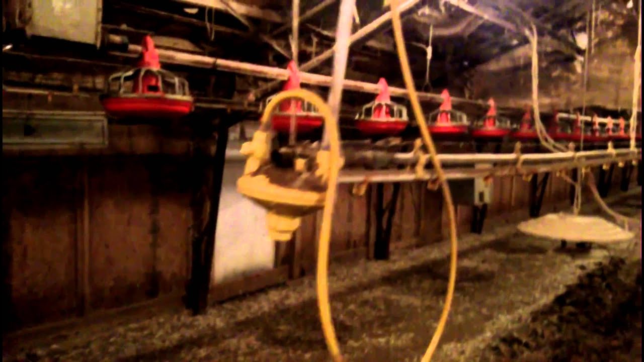Poultry House Wash Down - YouTube