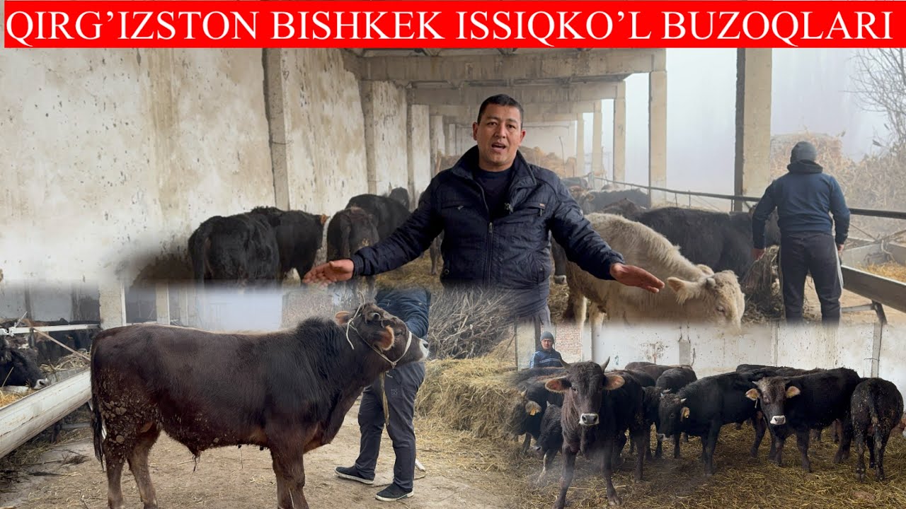 QIRG’IZSTON BISHKEK ISSIQKO’L SHVES BUZOQLARI KELDI NARXLARNI BO’MBA ...