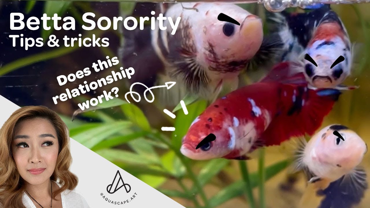 Female Betta Sorority - Tips and Tricks for Keeping Multiple Female ...