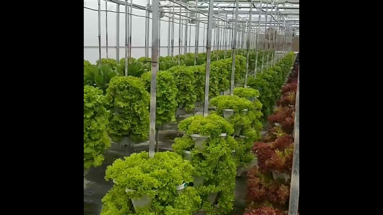 Mr Stacky GreenHouse Vertical Tower Farm Hydroponic Lettuce Set-up ...