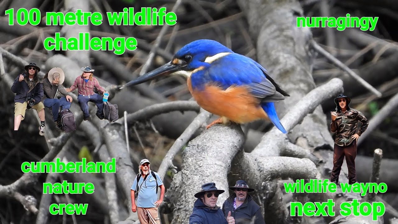 wildlife wayno 100 metre wildlife challenge@next-stop..who-knows-what ...